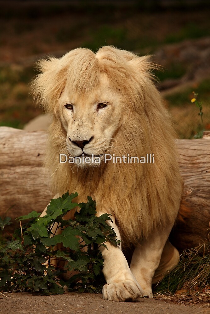"Lion - Bad Hair Day" by Daniela Pintimalli | Redbubble