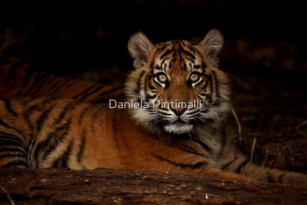 "Baby Tiger - Looking Up" by Daniela Pintimalli | Redbubble