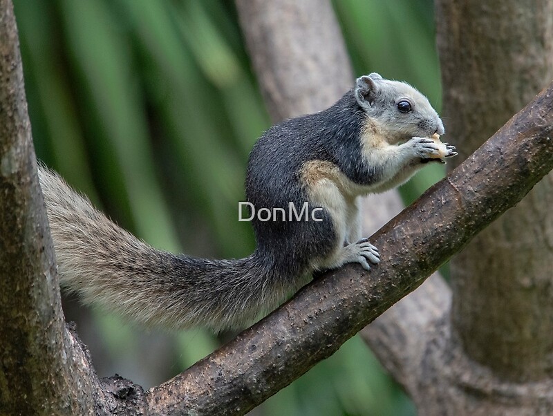 "Asian Squirrel (pied) a" by DonMc | Redbubble