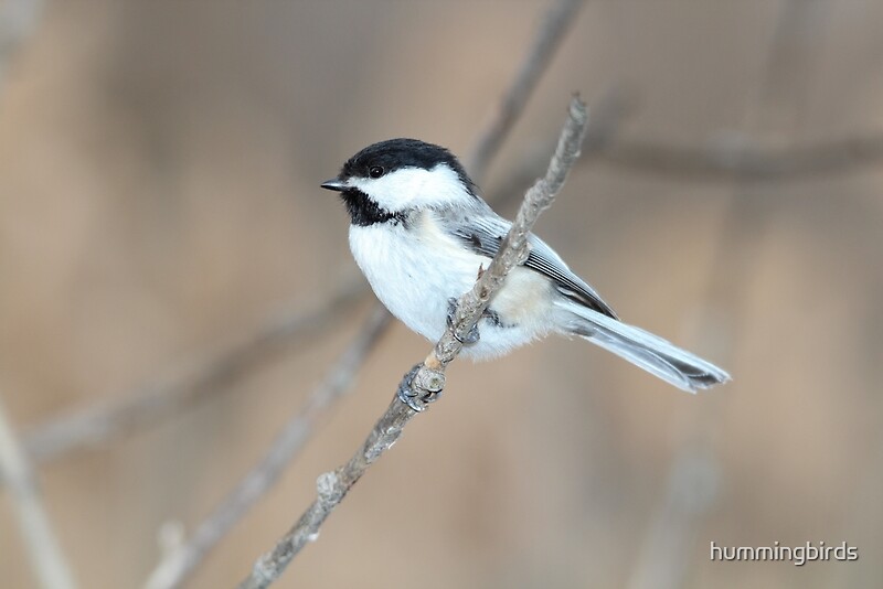 "Black-capped Chickadee in Spring" by hummingbirds | Redbubble