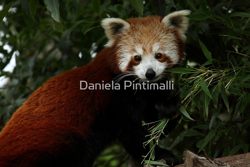 "Hungry Red Panda II" by Daniela Pintimalli | Redbubble