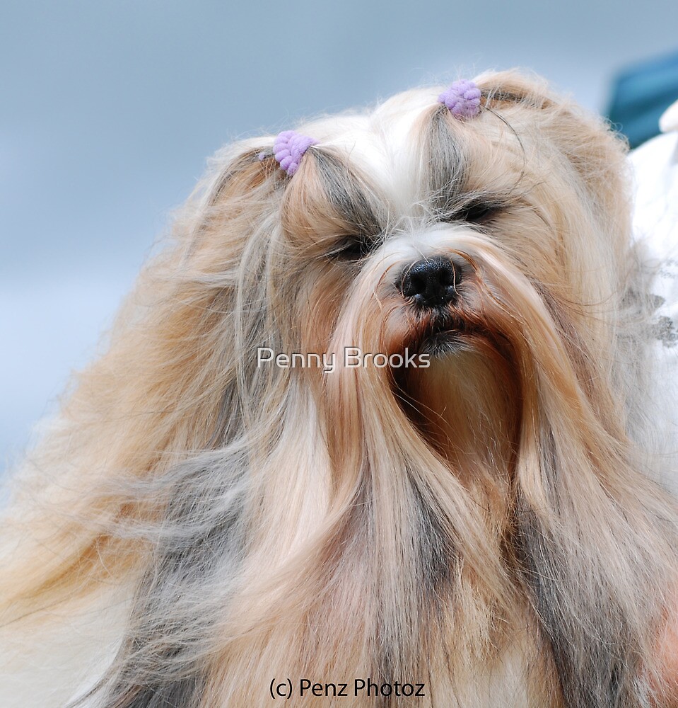 "Lhasa Apso adult head study" by Penny Brooks | Redbubble