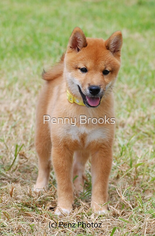 "Shiba Inu baby" by Penny Brooks | Redbubble