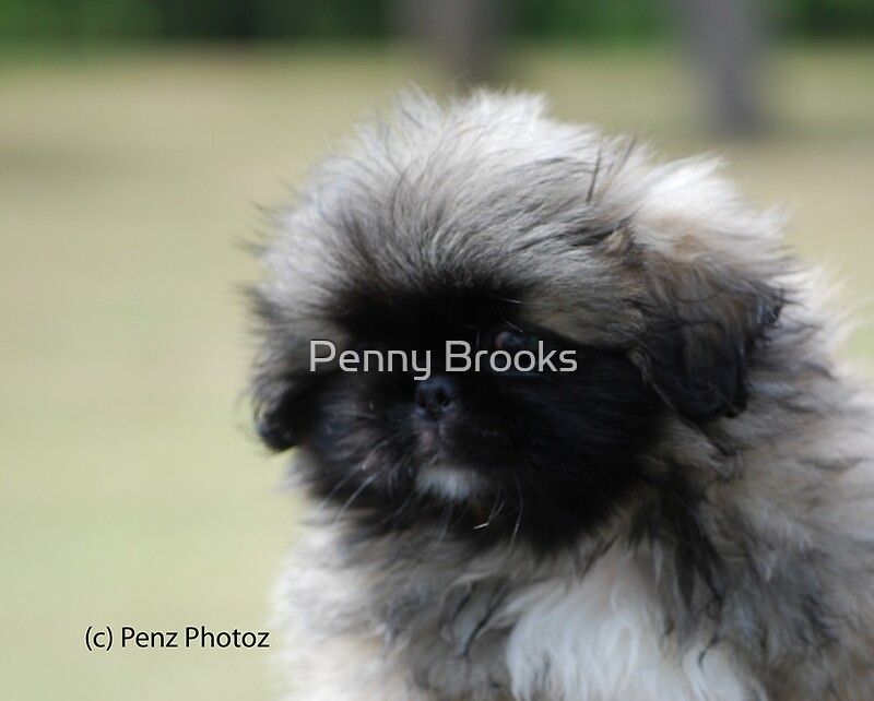 "Pekingese baby - head study" by Penny Brooks | Redbubble