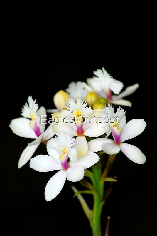 "Epidendrum Reed Stem Flower" by Jason Pepe | Redbubble
