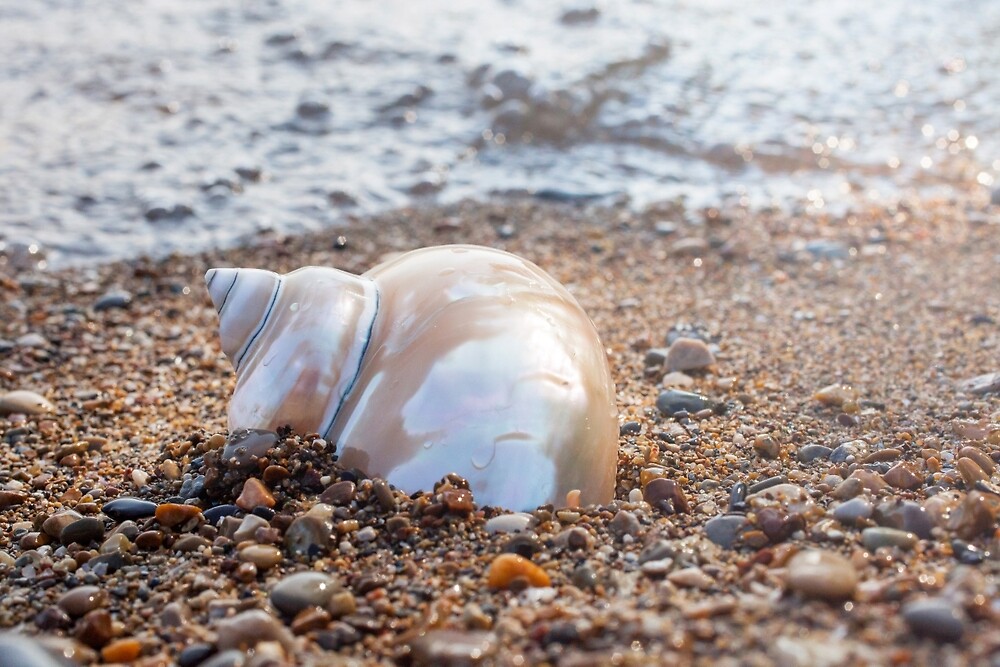 "Seashell Photography, Fine Art Photography, Ocean, Beach, Conch, Macro ...