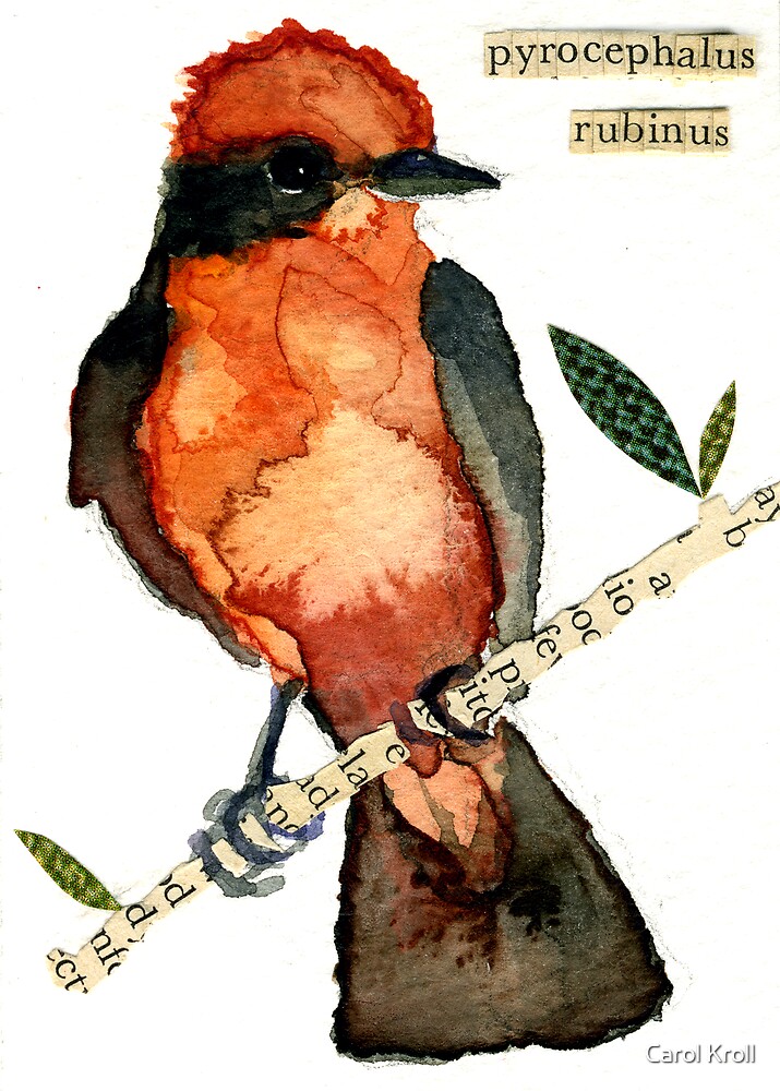 "pyrocephalus rubinus" by Carol Kroll | Redbubble
