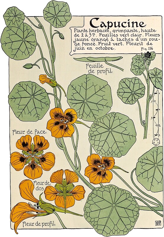 "Maurice Verneuil - Capucine - botanical poster" by DejaVuStudio ...