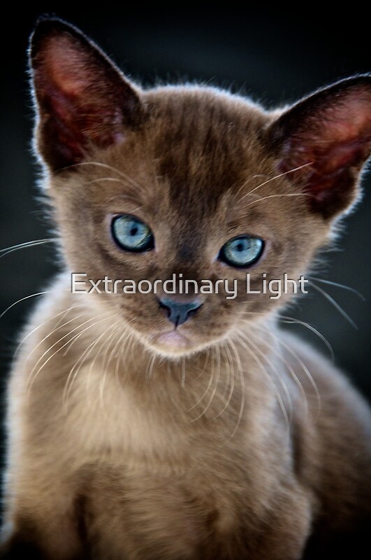 "Opal-eyed Kitten" by Extraordinary Light | Redbubble