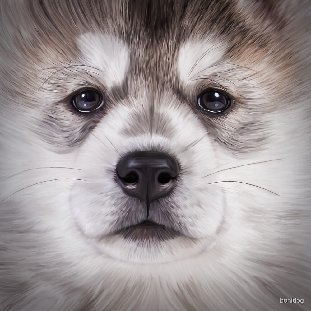 "Drawing puppy Alaskan Malamute " by bonidog | Redbubble