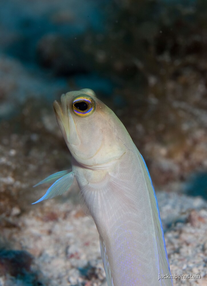 "Yellow headed jawfish, Grand cayman" by jackmbernstein | Redbubble