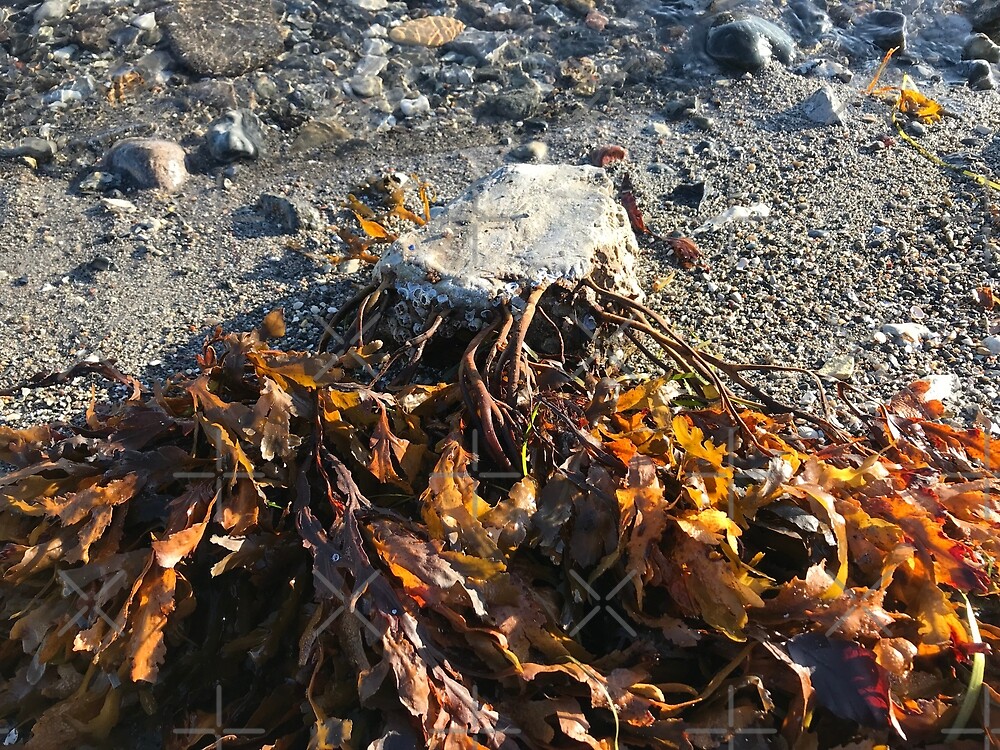 "Look what the storm carried ashore" by Hekla Hekla | Redbubble