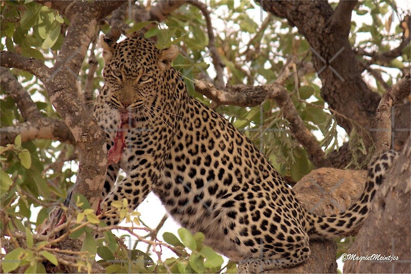 "WANT TO JOIN IN BREAKFAST - THE LEOPARD - Panthera pardus – Luiperd ...
