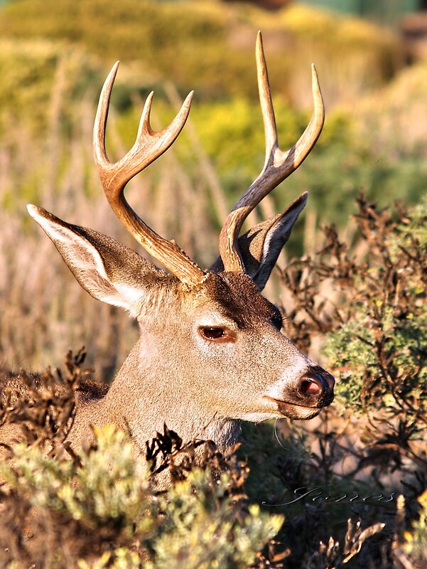 ""The Majestic Buck"" by Gail Jones | Redbubble