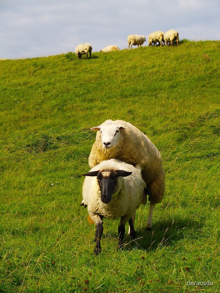"mating sheep" by derausdo | Redbubble