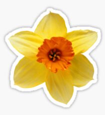 Daffodil: Stickers | Redbubble