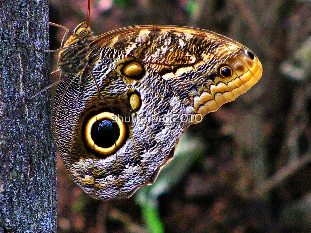 "Caligo Butterfly" by shutterbug2010 | Redbubble