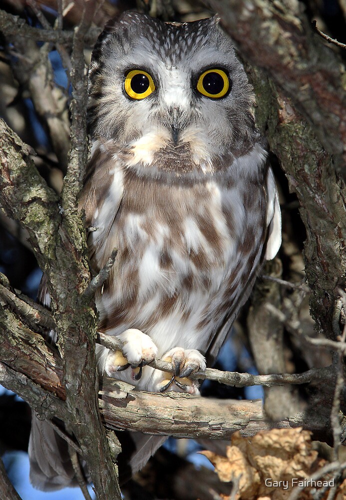"Northern Sawhet Owl/ Eight Inches Tall " by Gary Fairhead | Redbubble