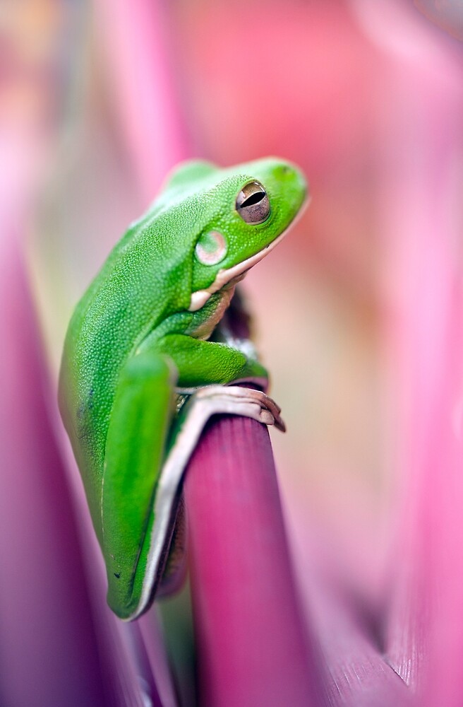 "Froggie in the pink" by Jenny Dean | Redbubble