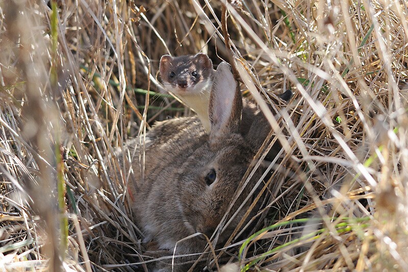 "Stoat with Rabbit" by Ron Hindhaugh | Redbubble