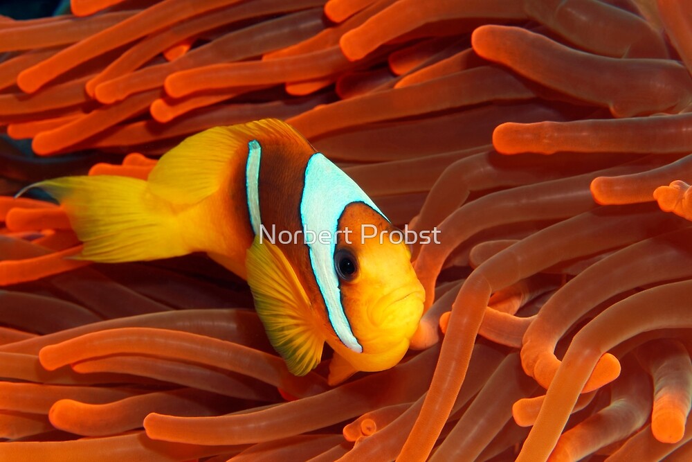 "Red Sea Nemo" by Norbert Probst | Redbubble