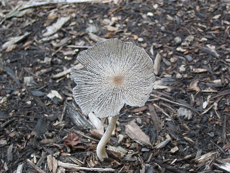 "Lacy Mushroom" by JRSousa | Redbubble