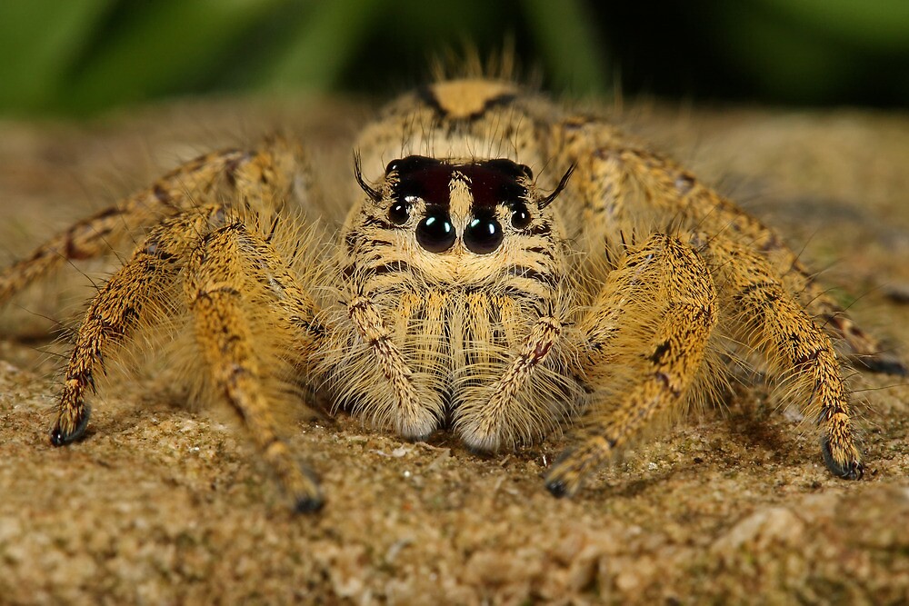 "Worlds biggest jumping spider" by Scott Thompson | Redbubble