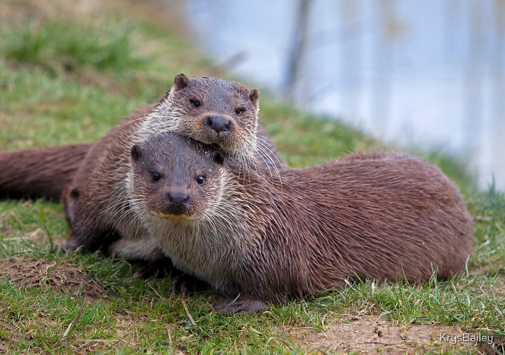 "Otterly in Love (European Otters)" by Krys Bailey | Redbubble
