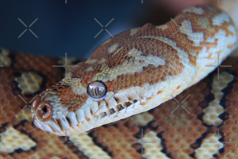 "Centralian Carpet python - Morelia bredli" by Yvonne Kirk | Redbubble