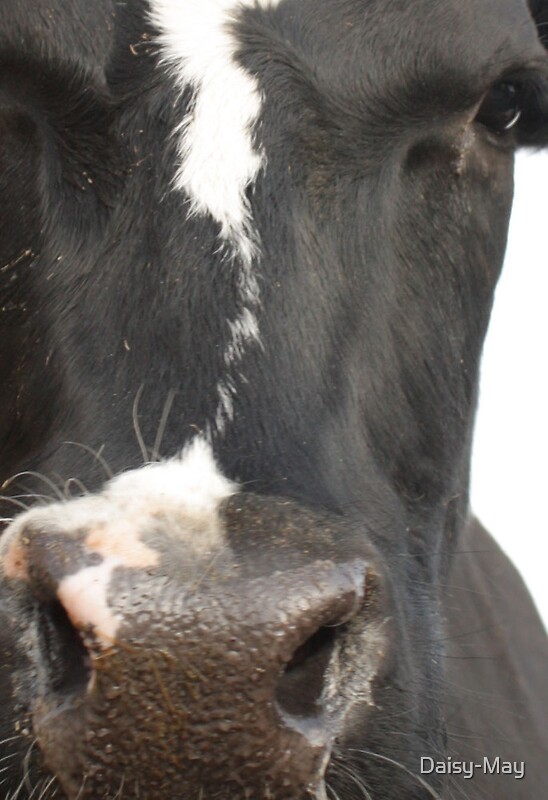 "Nosey Cow" by Daisy-May | Redbubble