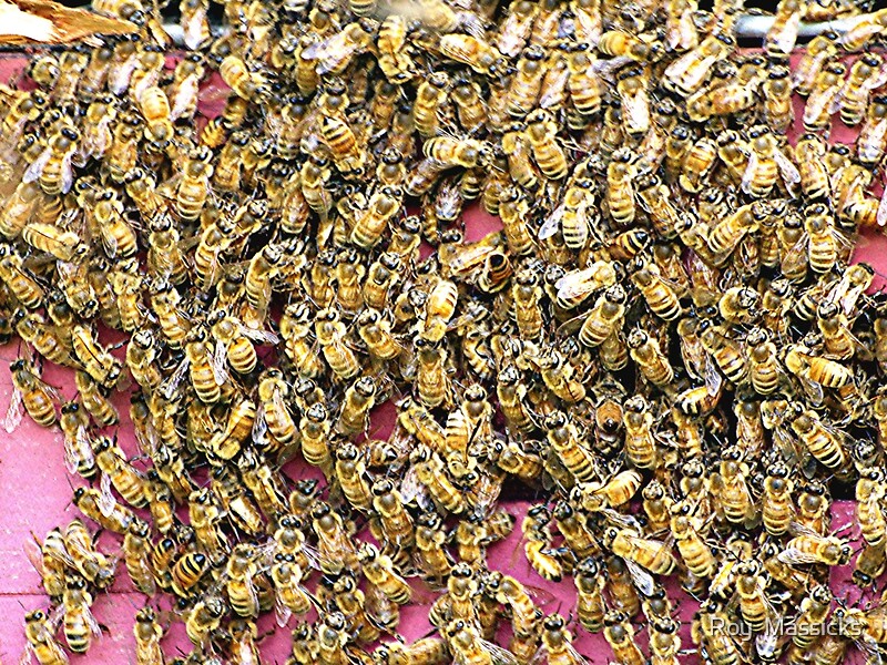 "Manuka Honey Bees.......!!" by Roy Massicks | Redbubble