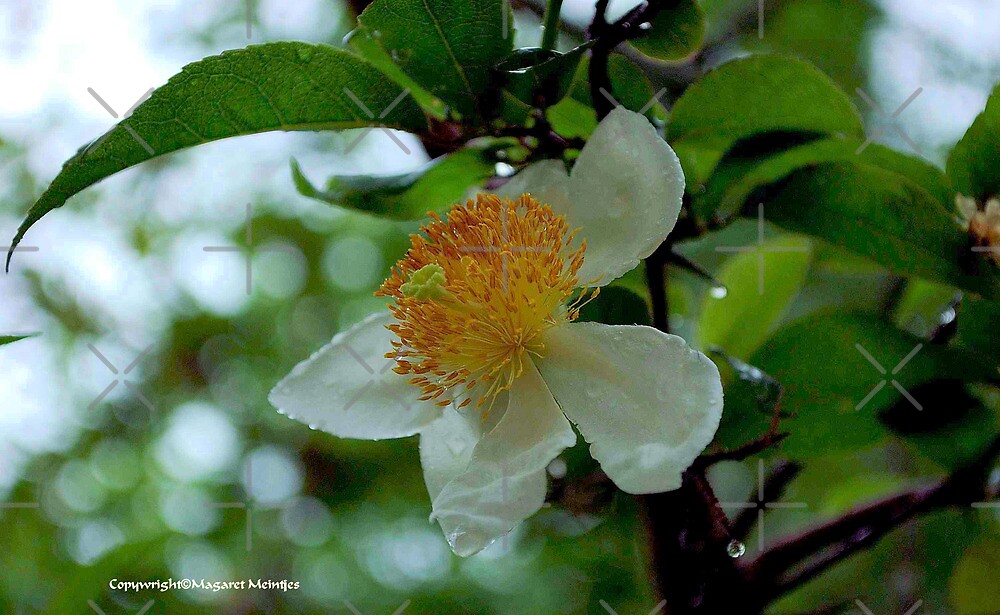 "*THE SNUFF-BOX TREE* – Oncoba spinosa, the tree with many uses" by ...