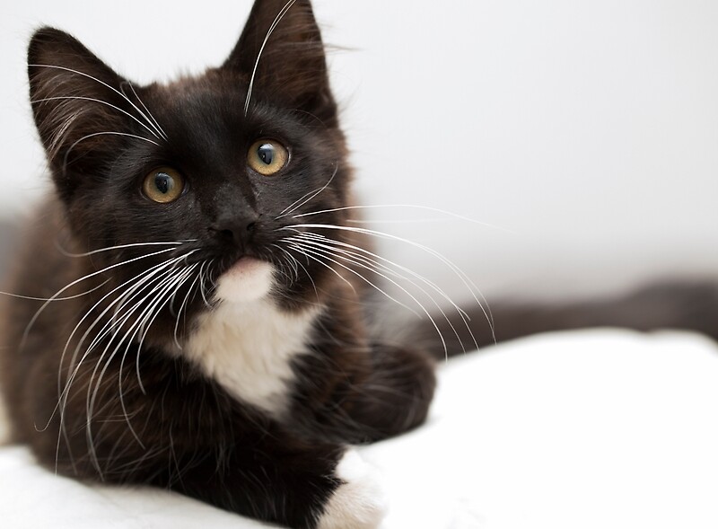 "Master Duke " by Lenstosoul | Redbubble