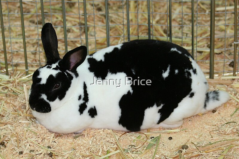"Giant Checkered Rabbit" by Jenny Brice | Redbubble
