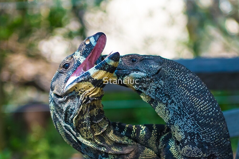Two Lace Goannas Australian Monitor Lizards Fighting Ferociously By