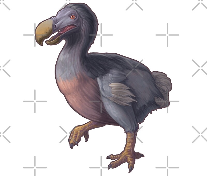"Raphus cucullatus - The Dodo" by Sean Closson | Redbubble