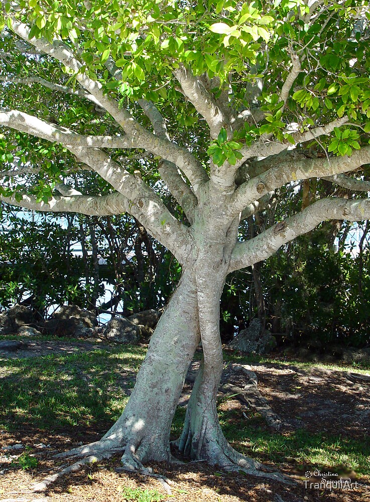 "Walking Tree - Trees in Florida" by TranquilArt | Redbubble
