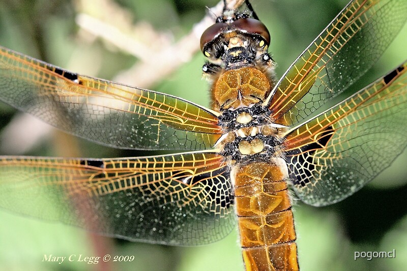 "Four-spotted Chaser wings, Libellula quadrimaculata" by pogomcl ...
