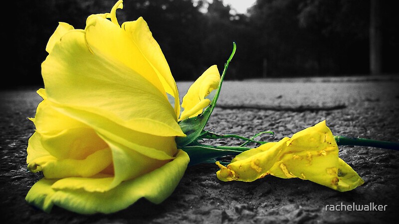 "trampled rose." by rachelwalker | Redbubble