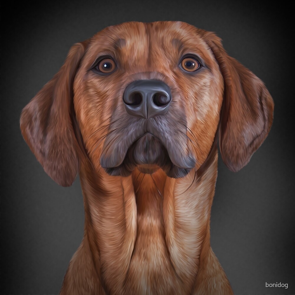 "Drawing Rhodesian Ridgeback" by bonidog | Redbubble