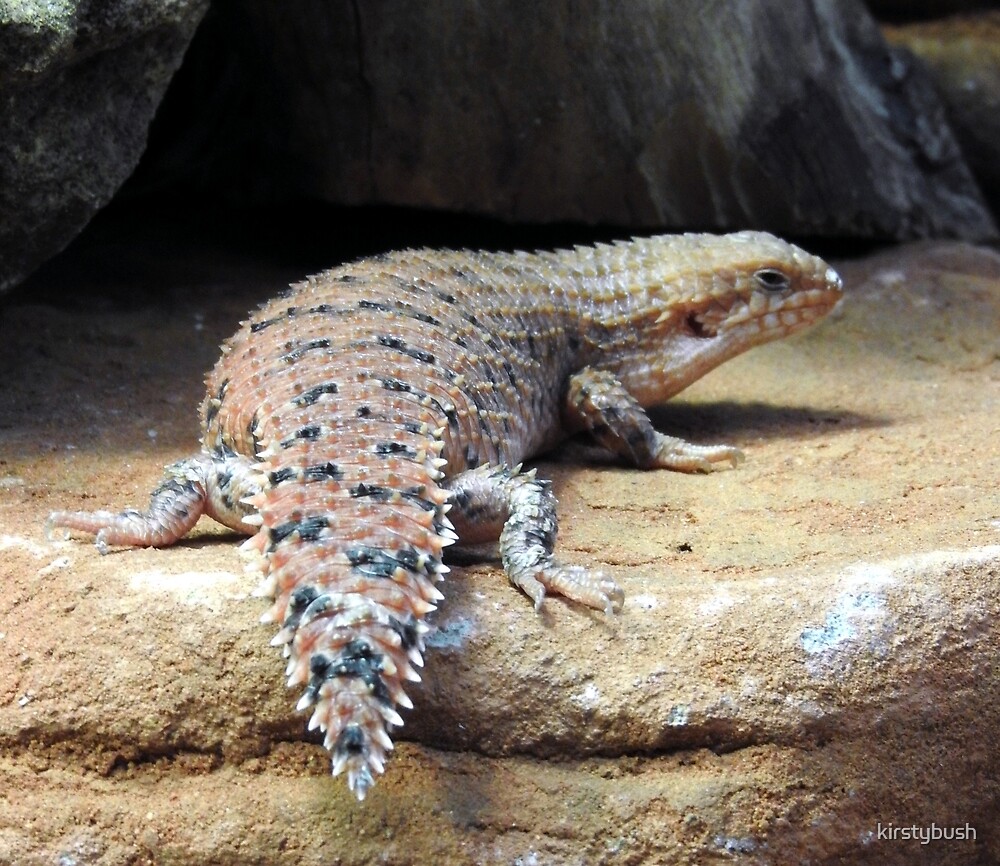 "Eastern Pilbara Spiny-tail Skink" by kirstybush | Redbubble