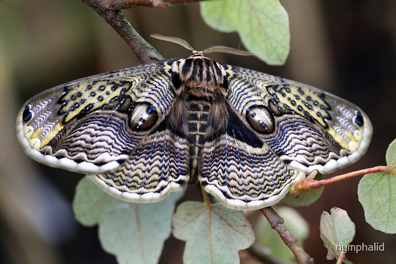 "Japanese Owl Moth female" by nymphalid | Redbubble