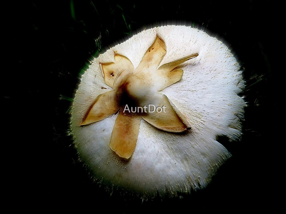 "Zoom Shroom Starship From Outer Space" by AuntDot | Redbubble