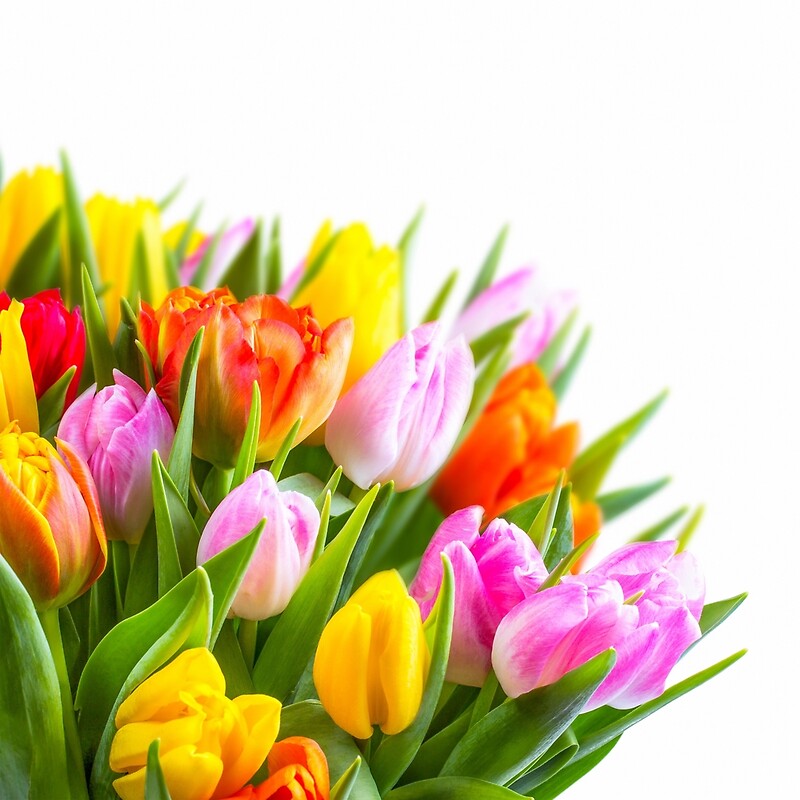"Multicolored Tulip Merchandise" by cindyfordyce | Redbubble
