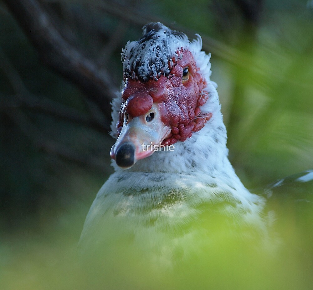 "Beautifully ugly bird" by trishie | Redbubble