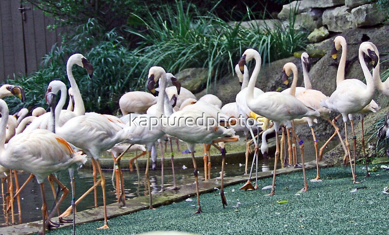 "Flamingo Row, Juvenile Flamingos" by kapturedphotos | Redbubble