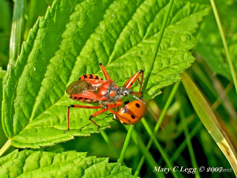 "Red Assassin Bug, Rhynocoris iracundus attacks 7spot ladybird" by ...