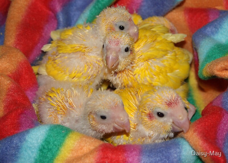 "Basket of Baby Birds" by Daisy-May | Redbubble