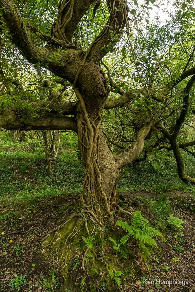 "Gnarly tree" by Ken Humphreys | Redbubble