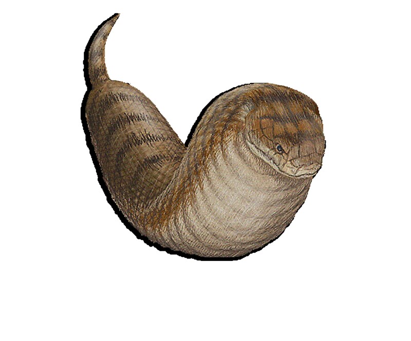 "Tsuchinoko Real - Transparent Design" by Socks317 | Redbubble